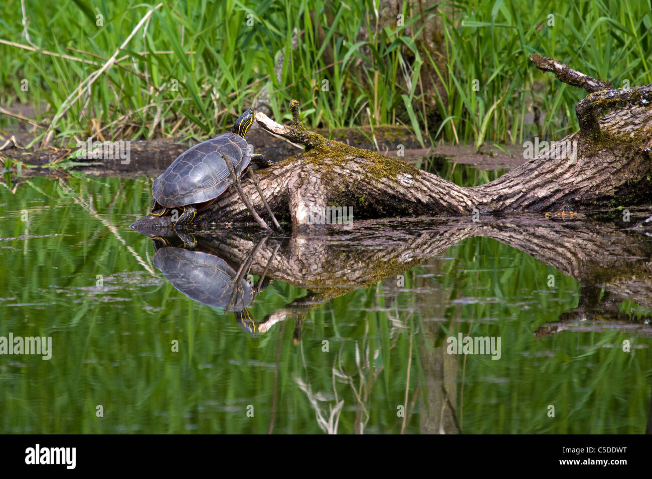 Painted turtle on log hi-res stock photography and images - Alamy