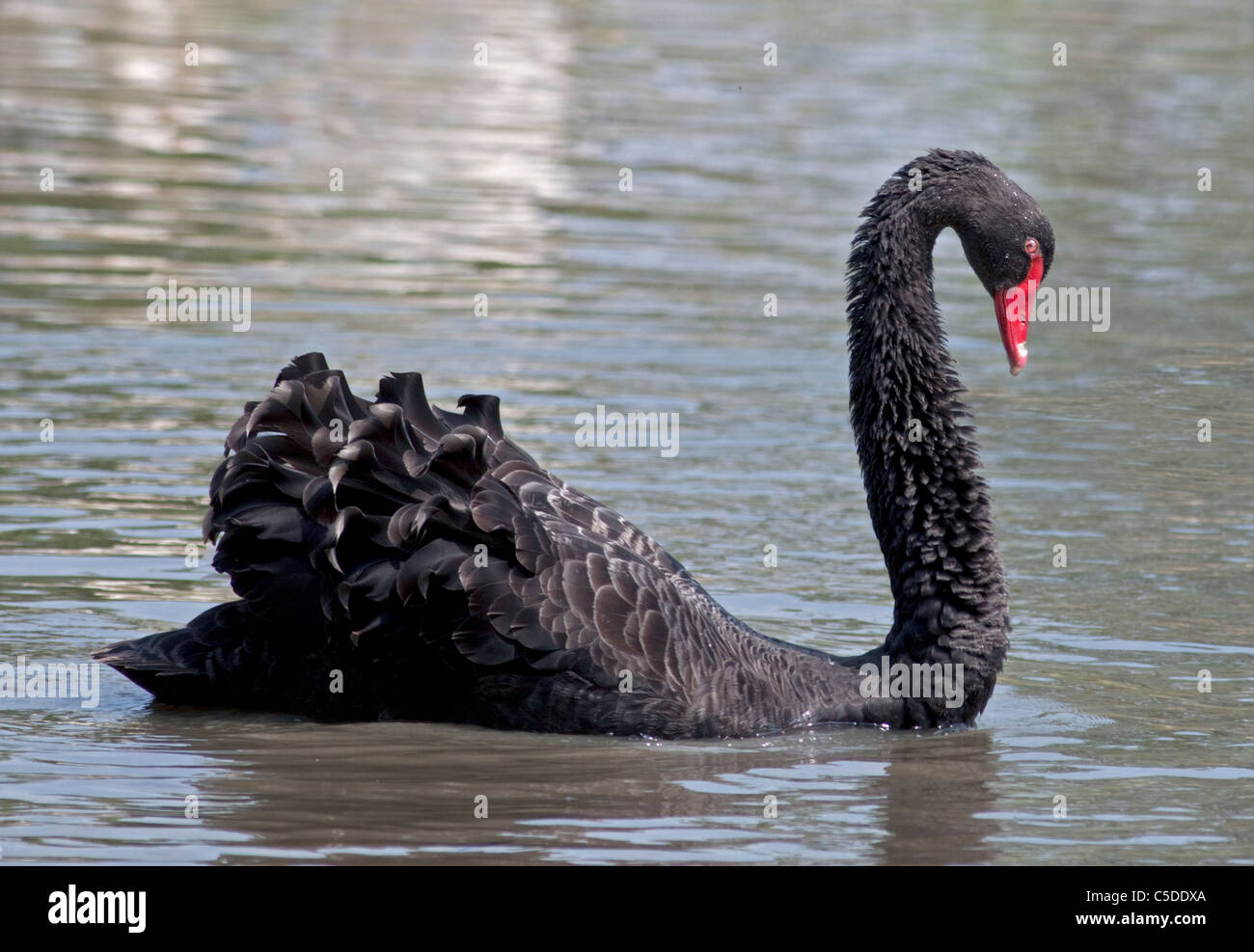 Australian black swan hi-res stock photography and images - Alamy