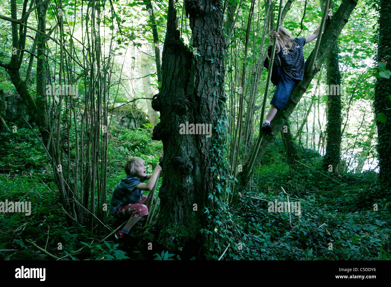 Children playing in the woods. UK Stock Photo - Alamy