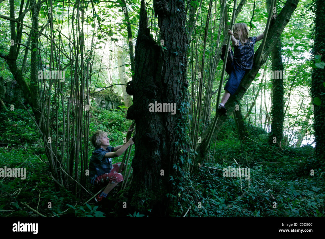 Children playing in the woods. UK Stock Photo - Alamy