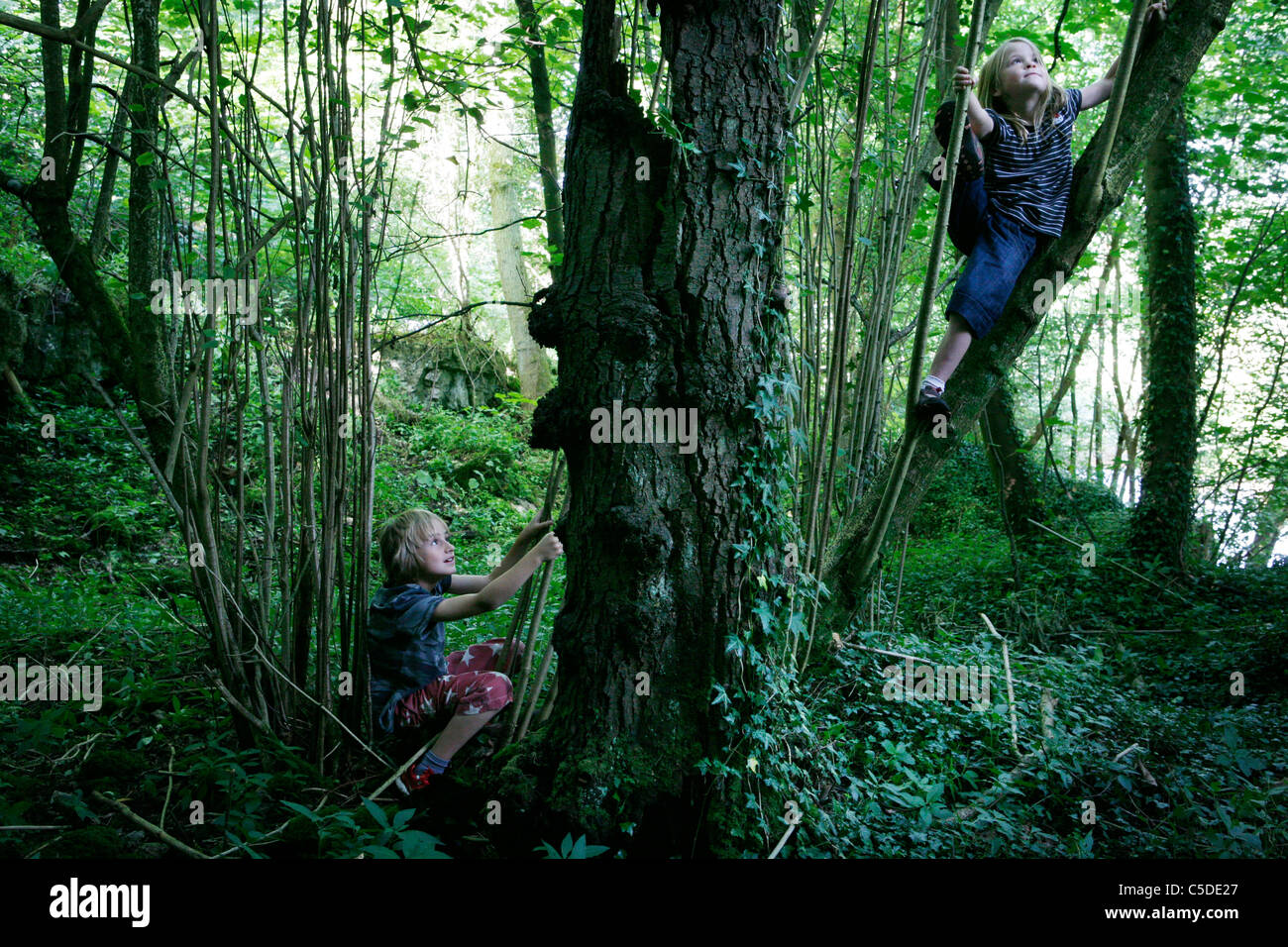 Children playing in the woods. UK Stock Photo - Alamy