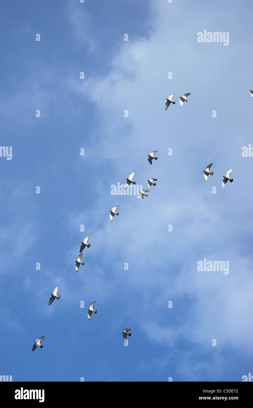 White Dove Flying Blue Sky High Resolution Stock Photography and Images ...