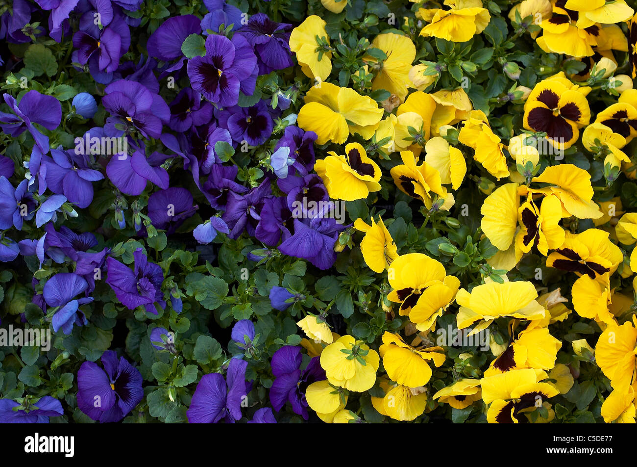 Swedish spring flowers hi-res stock photography and images - Alamy