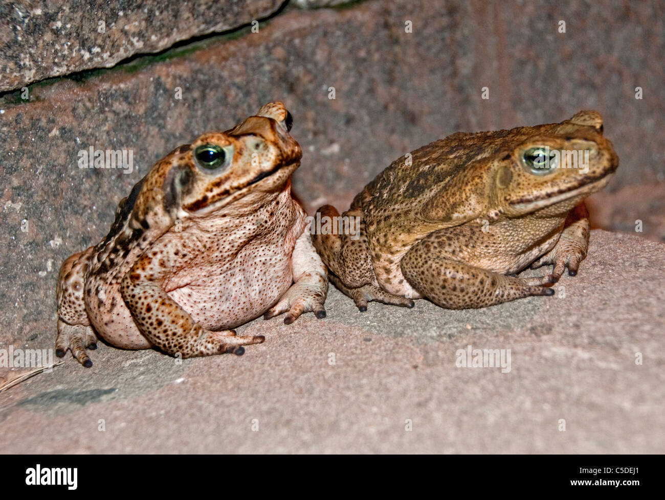 Cane toads hi-res stock photography and images - Alamy
