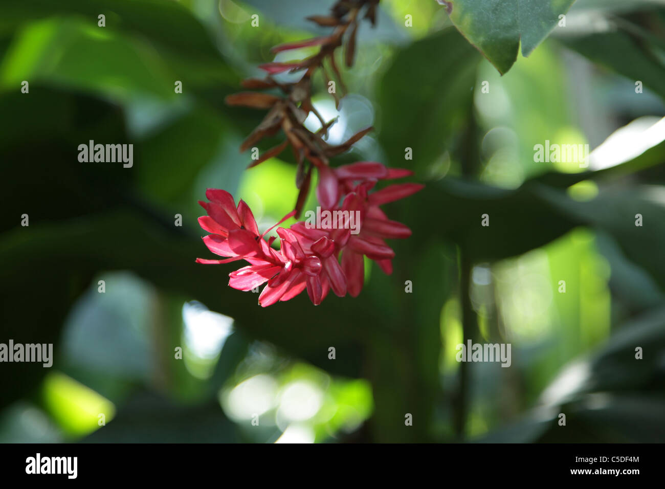 Scarlet flower hi-res stock photography and images - Alamy