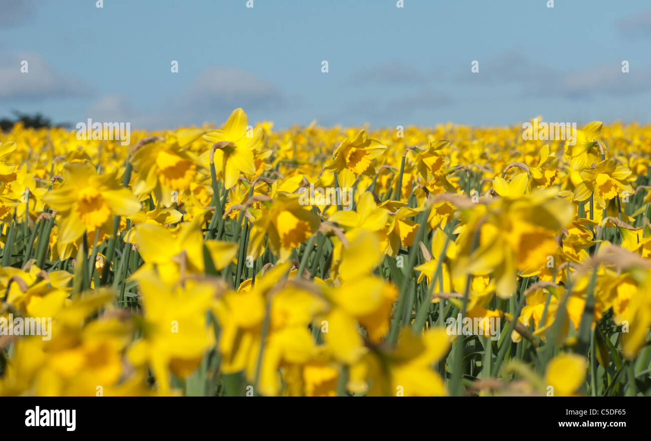 A daffodil field in full colour Stock Photo - Alamy