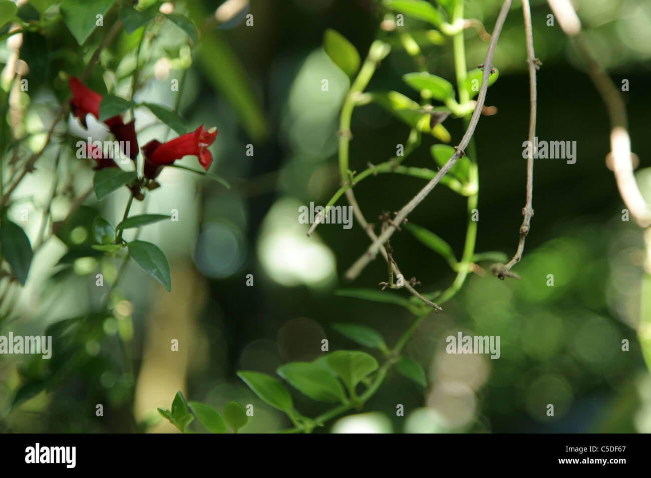 Scarlet monkey flower Stock Photo - Alamy