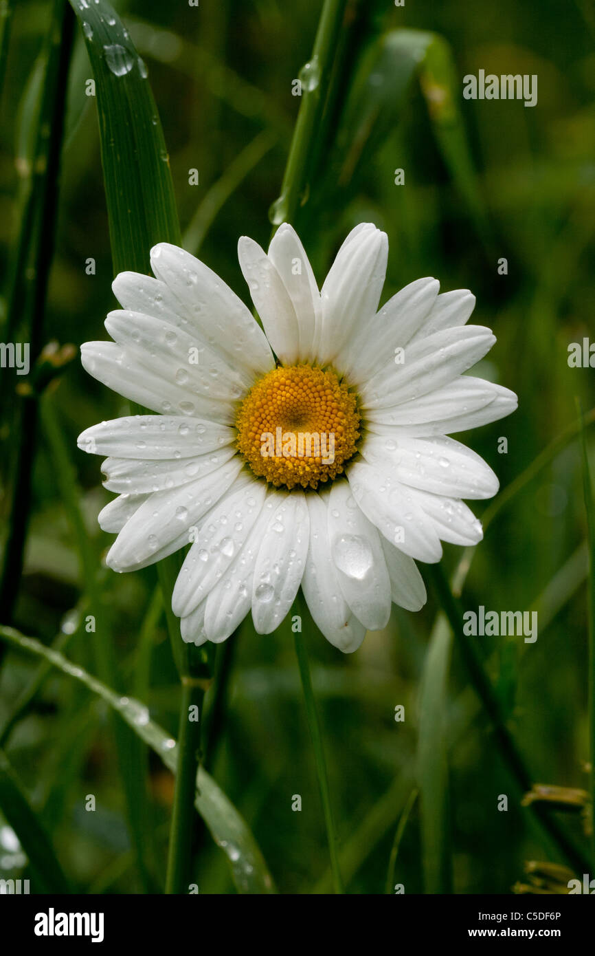 Large daisy in the rain with water droplets on its petals Stock Photo ...