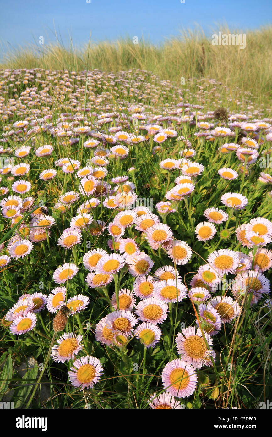 Seaside Daisy High Resolution Stock Photography and Images - Alamy