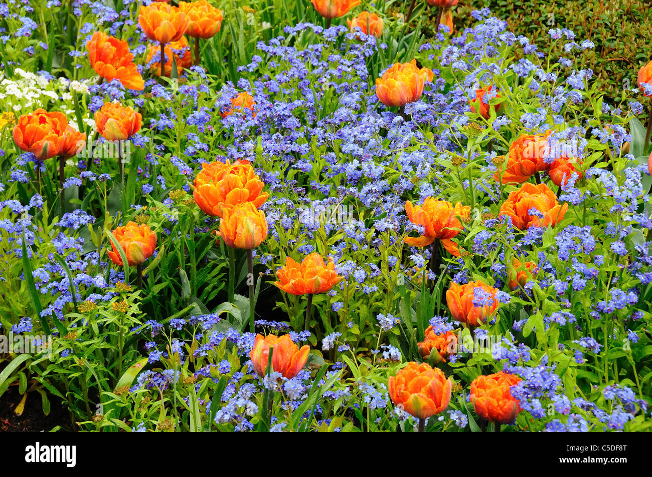 Tulip butchart gardens victoria hi-res stock photography and images - Alamy