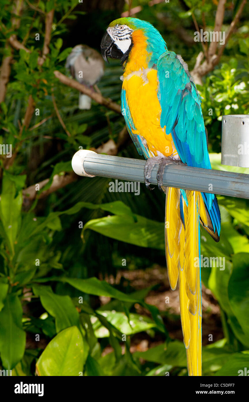 Colourful parrot bird sitting on the perch Stock Photo - Alamy