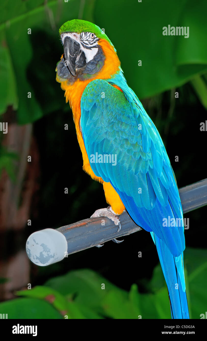 Colourful parrot bird sitting on the perch Stock Photo - Alamy