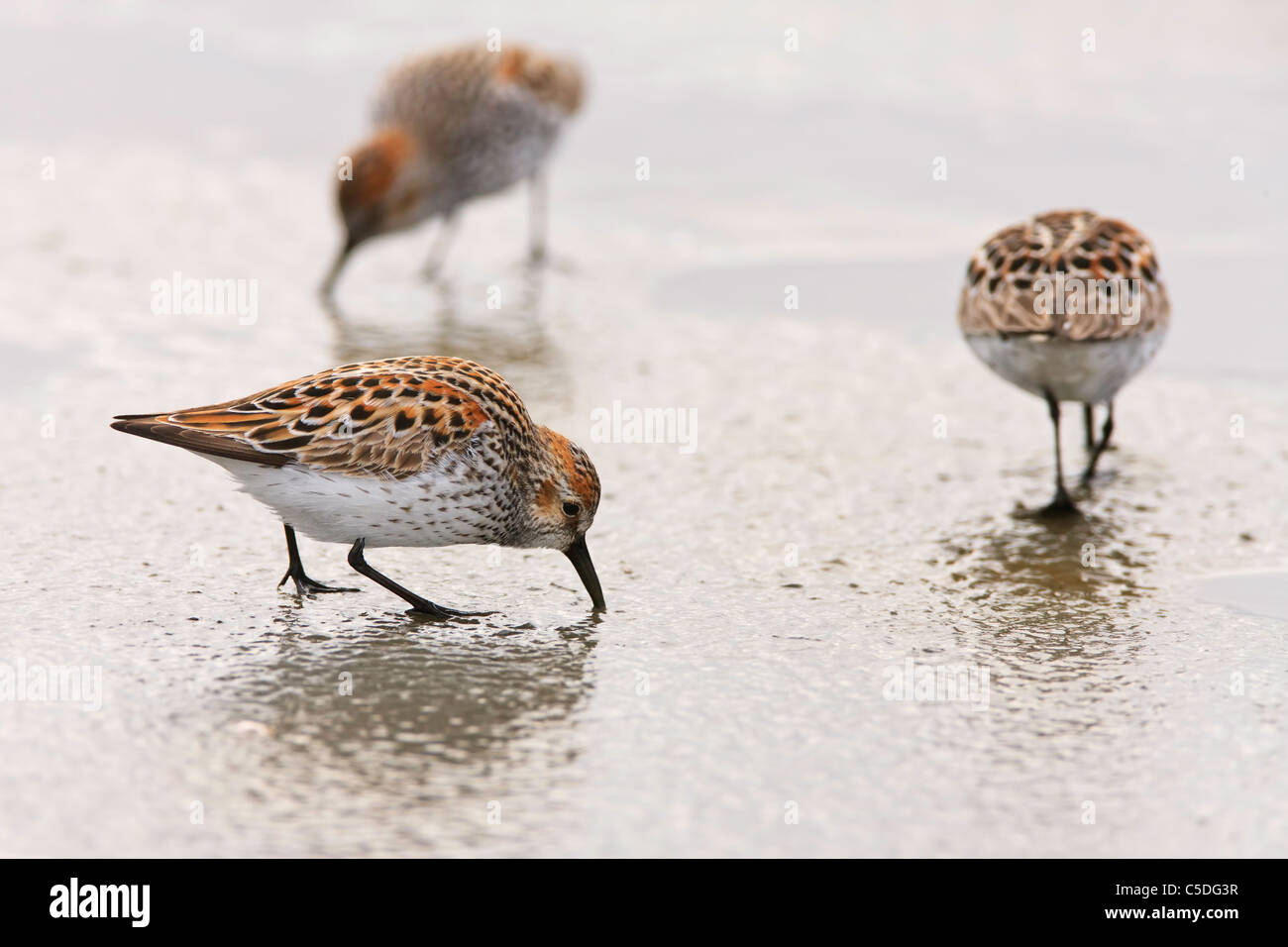Western Sandpipers forage on tidal flats of Hartney Bay near Cordova ...