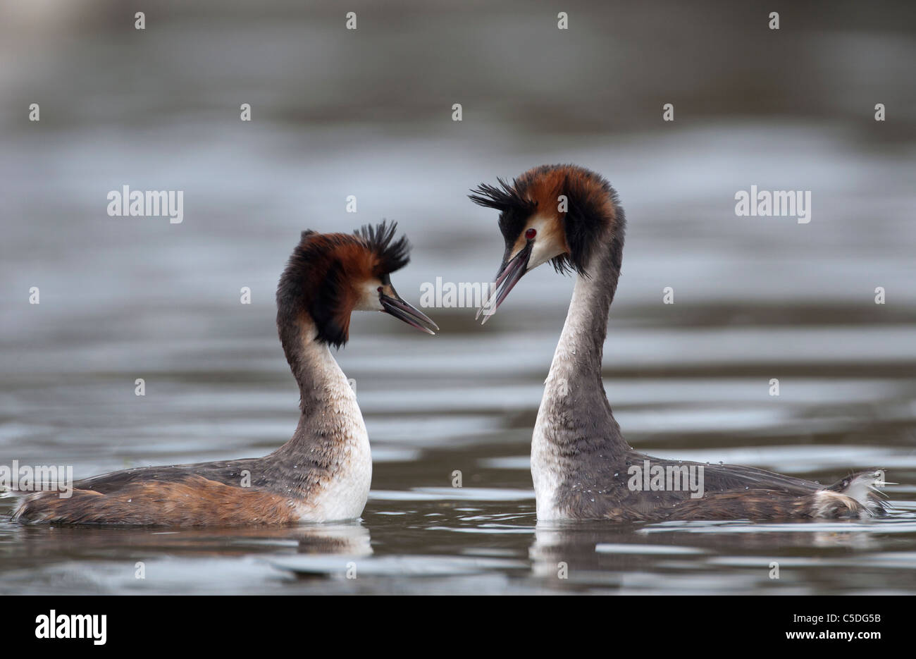 Grebes displaying hi-res stock photography and images - Alamy