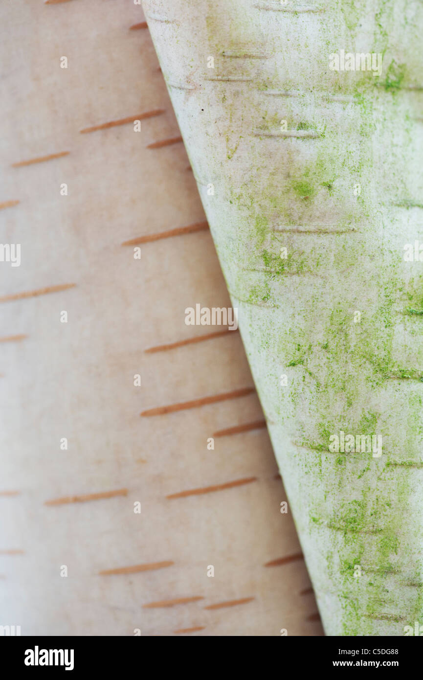 Betula albosinensis . Chinese Red Birch . Chinese Paper Birch Tree bark ...