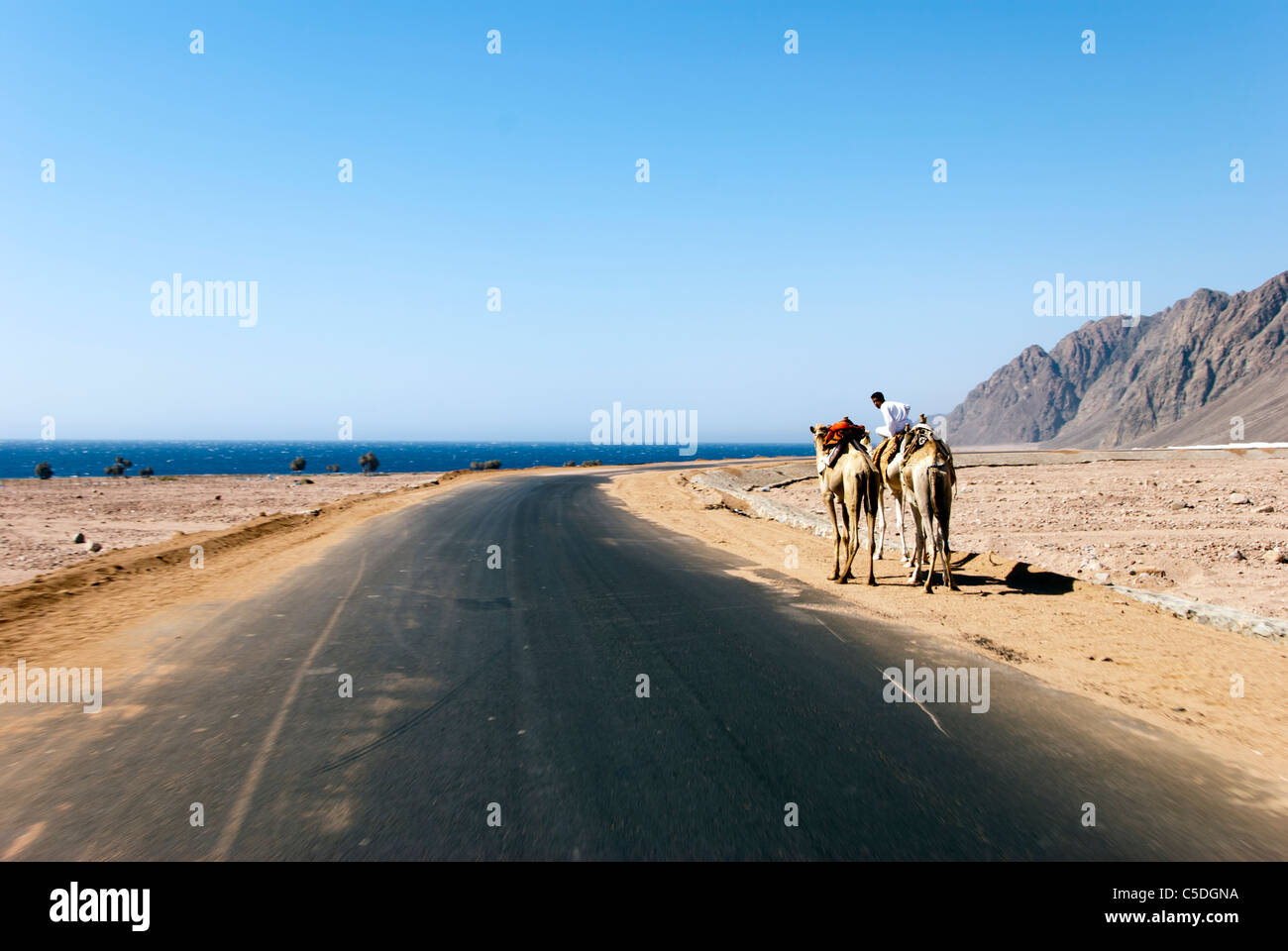 Bedouin riding a camel - Sinai Peninsula, Egypt Stock Photo - Alamy