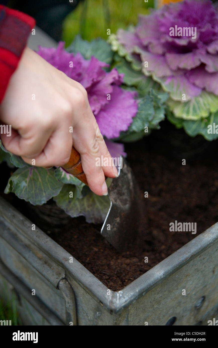 Hand of flowers hi-res stock photography and images - Alamy