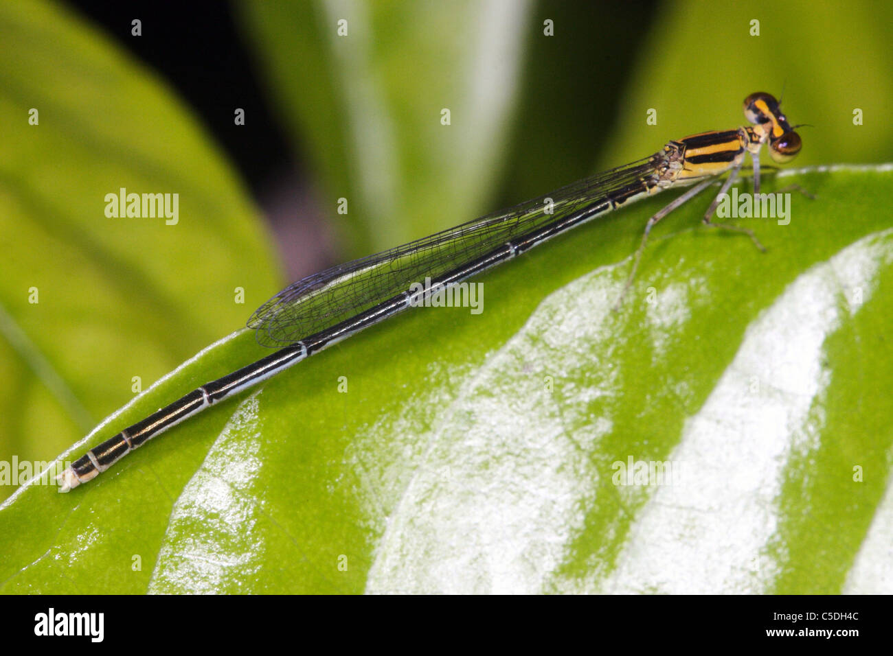 Damsel fly wildlife hi-res stock photography and images - Alamy