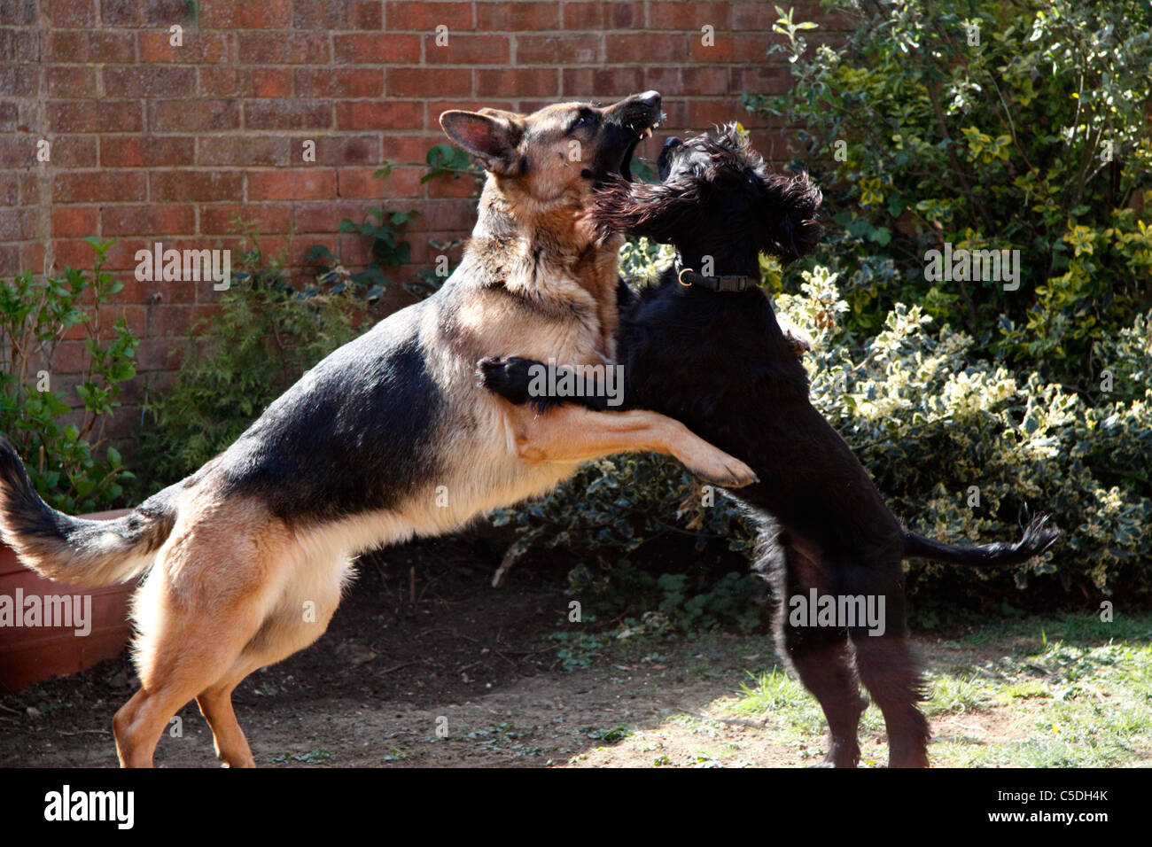 German Shepard and Cocker Spaniel Stock Photo - Alamy