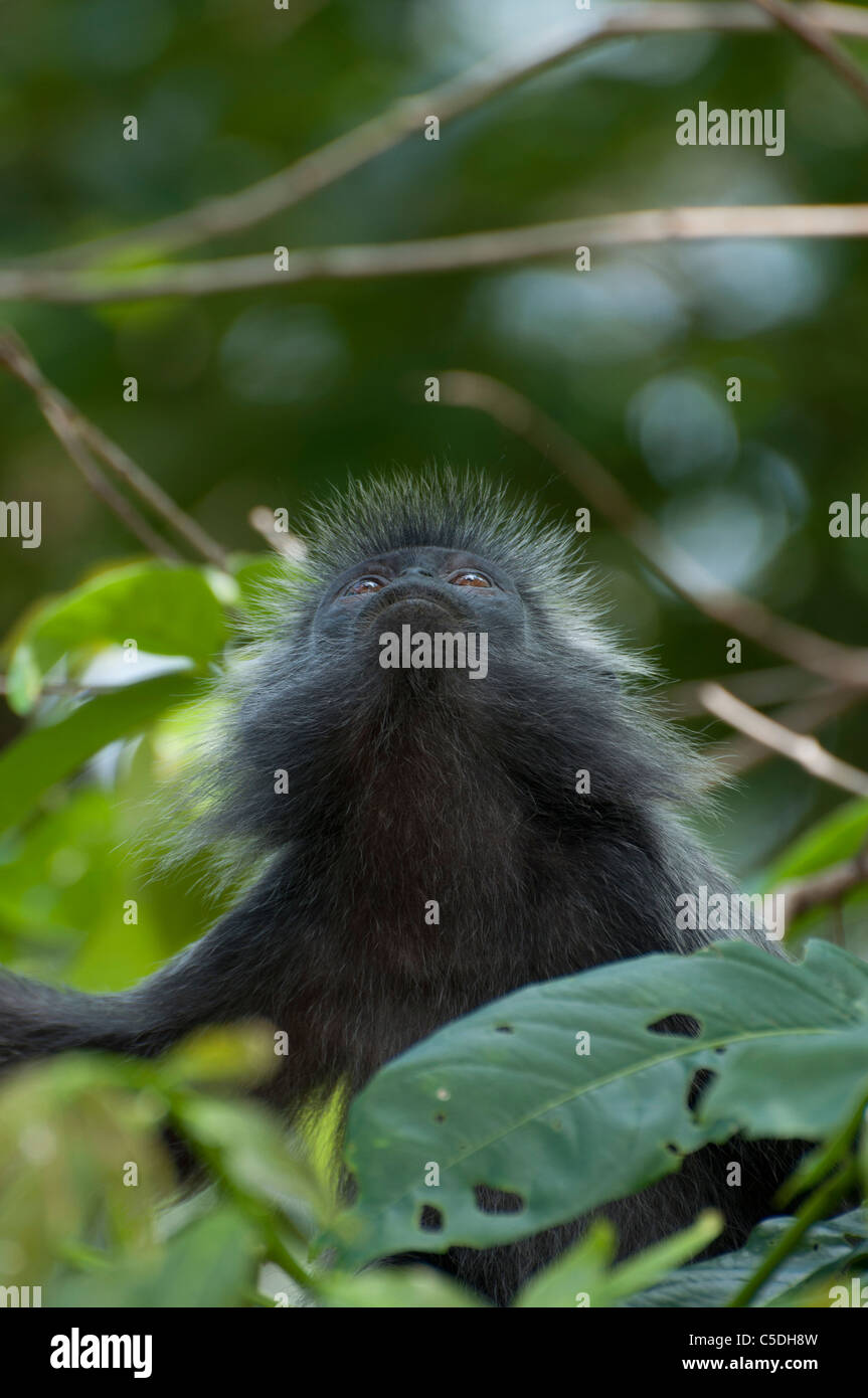 Silver leaf monkey hi-res stock photography and images - Alamy