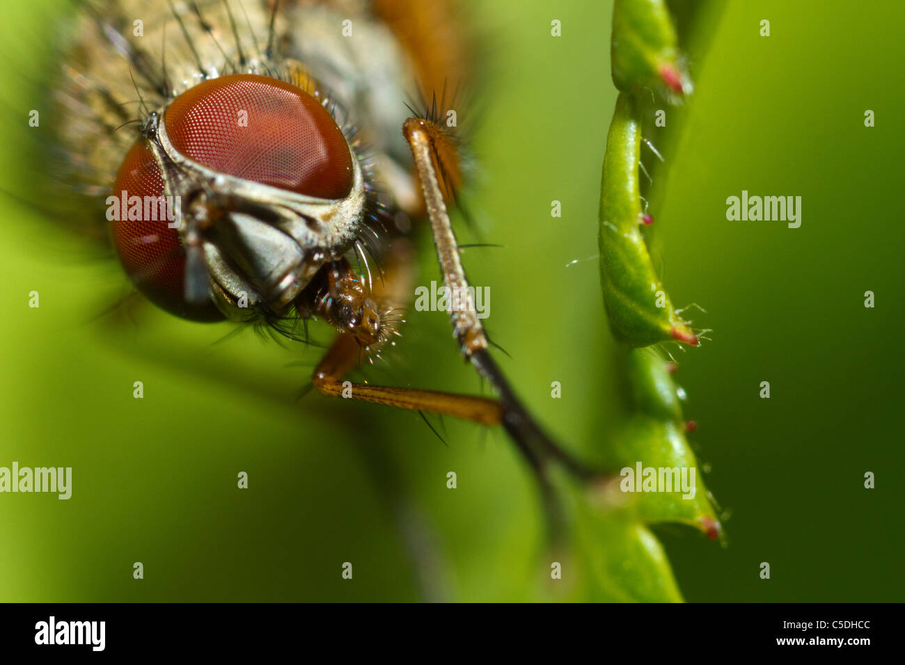 Macro view of a common fly Stock Photo - Alamy