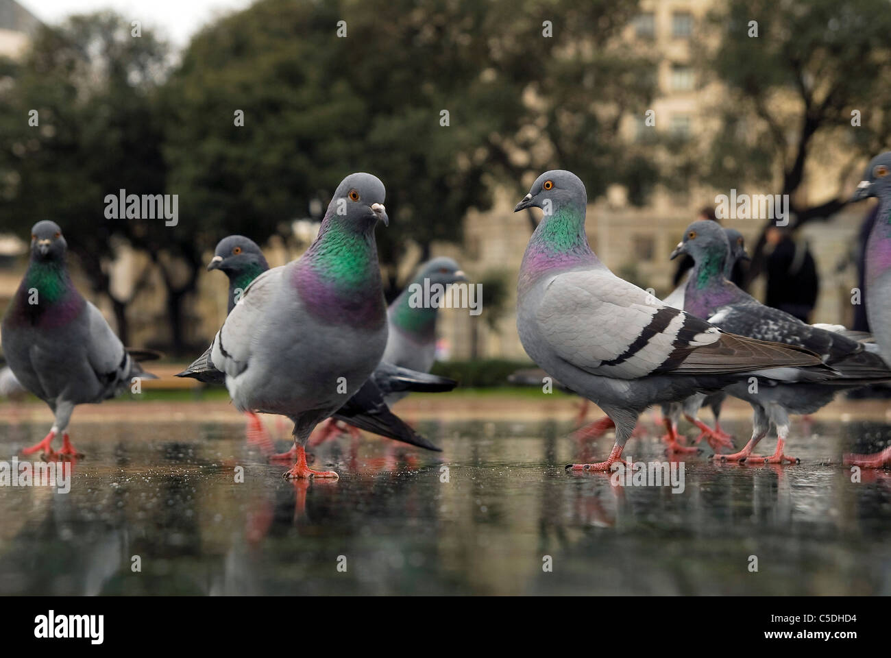 Wet pigeons hi-res stock photography and images - Alamy