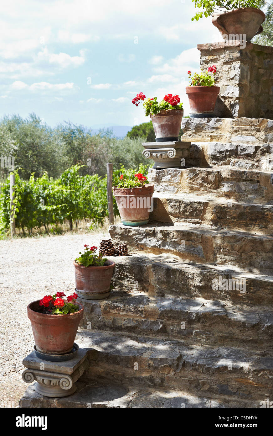 Plant pots and vines in Tuscany, Italy Stock Photo - Alamy