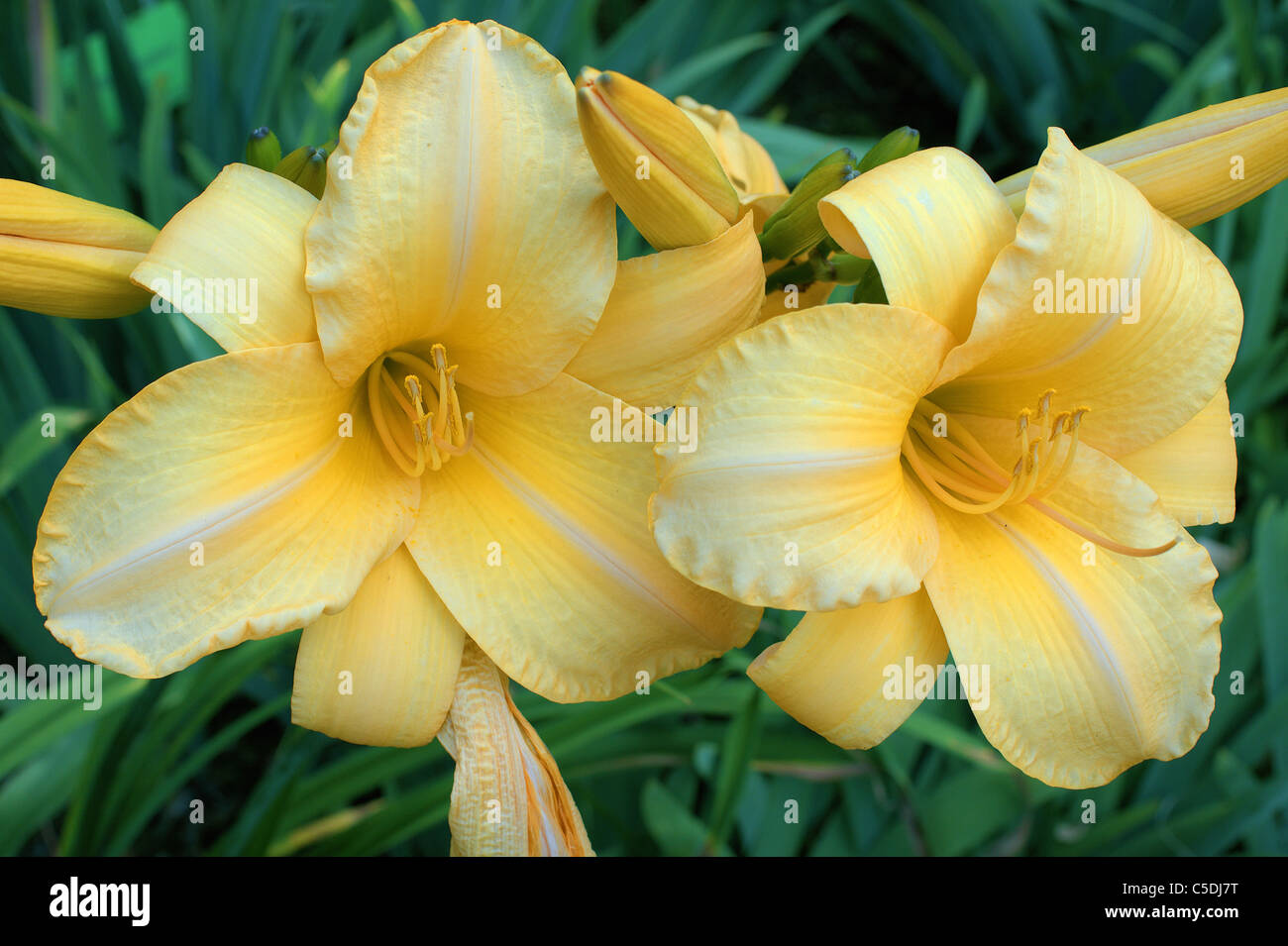 Two yellow lilies hi-res stock photography and images - Alamy