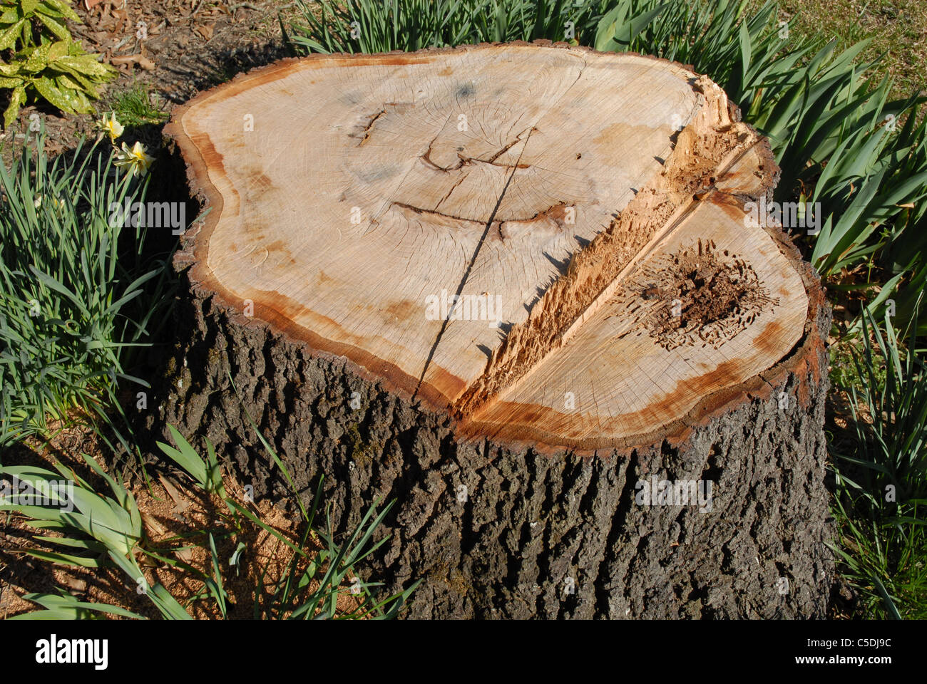 An Oak Tree Stump Stock Photo - Alamy