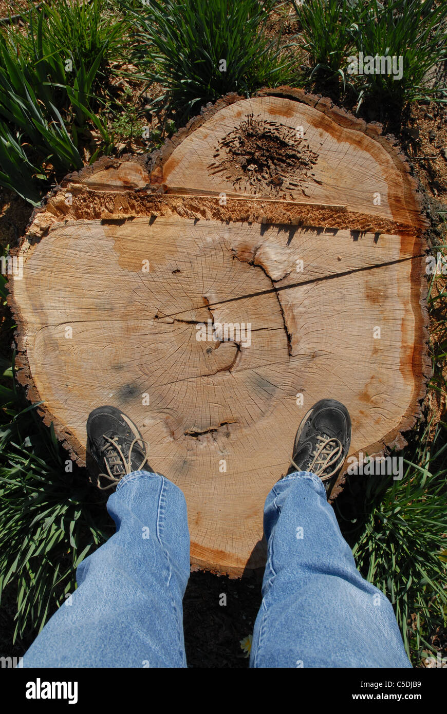 A man standing on a Oak Tree Stump Stock Photo - Alamy