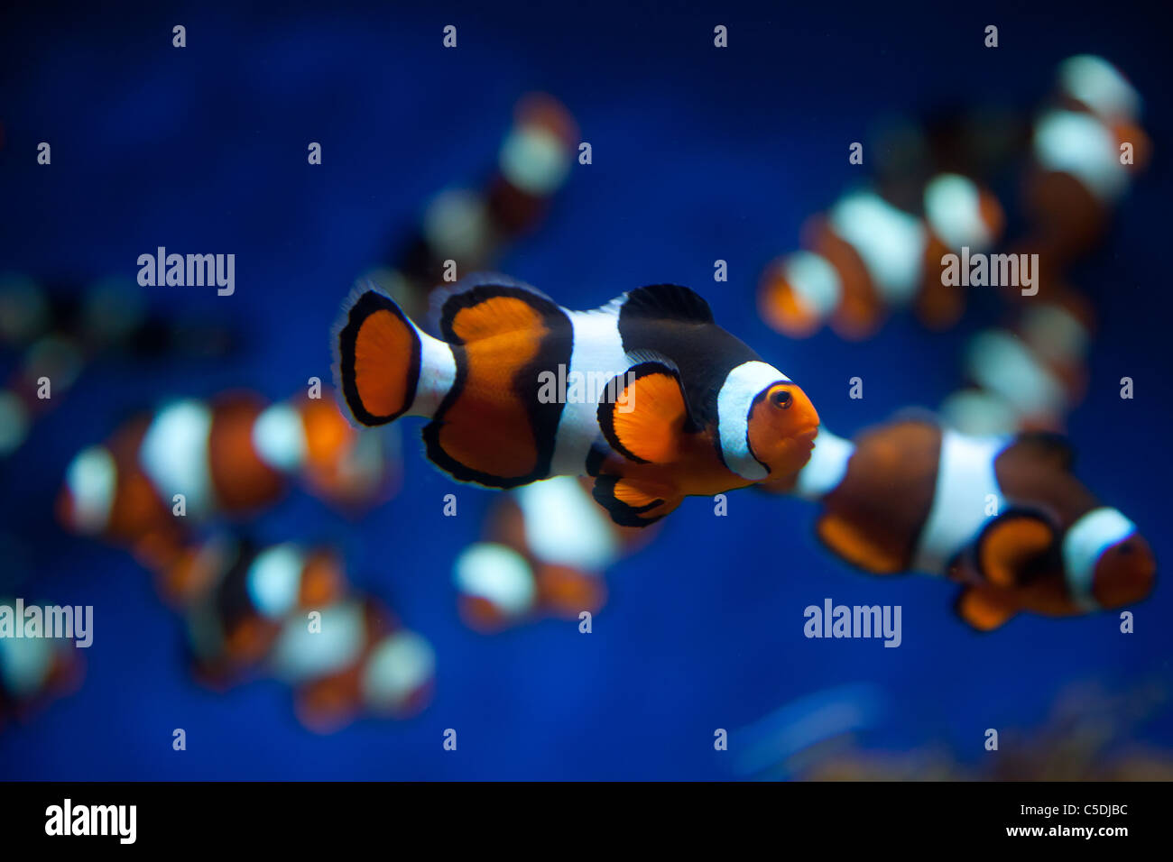 Clown fish in a deep blue water Stock Photo - Alamy
