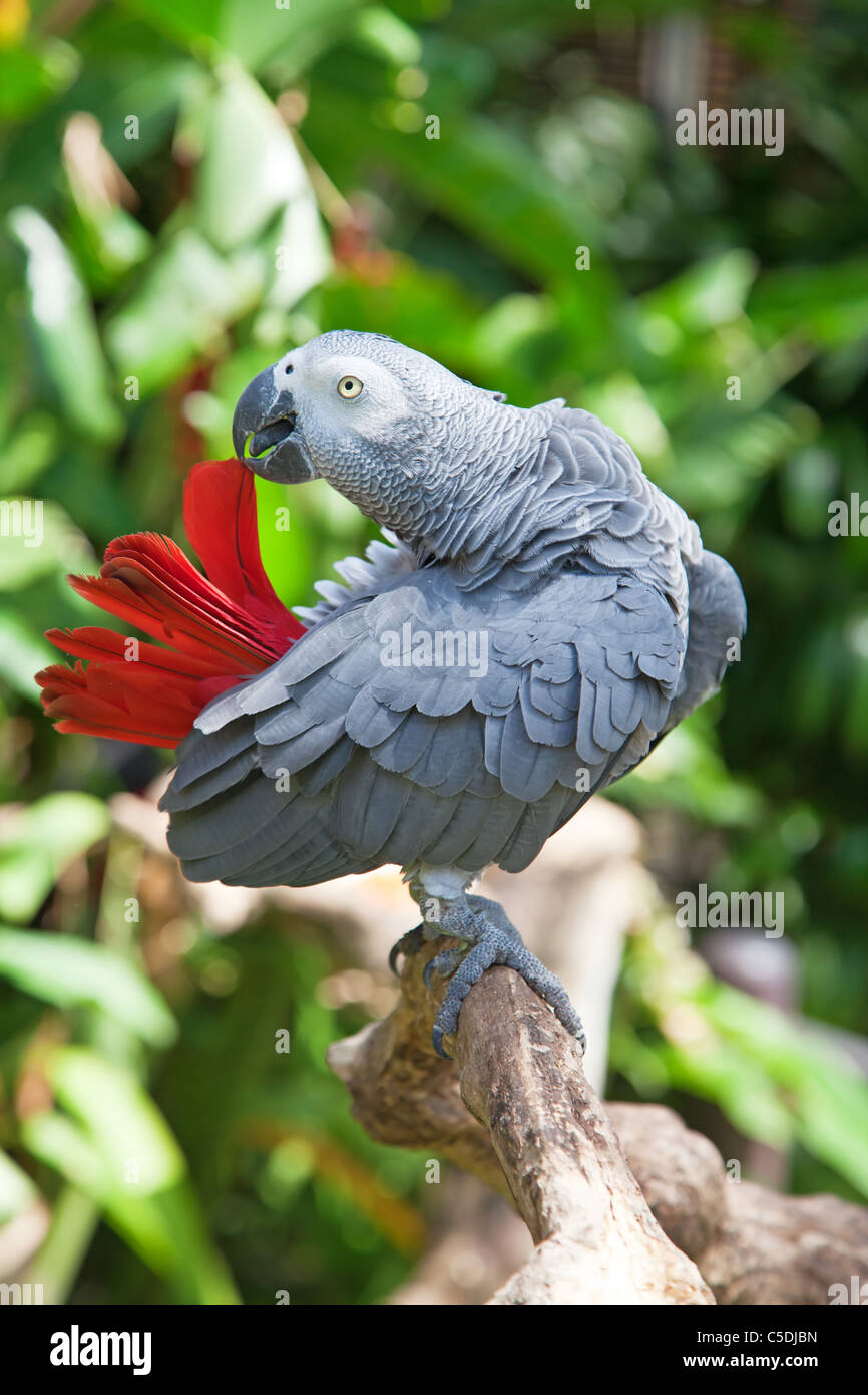 African grey parrot in the jungle Stock Photo - Alamy
