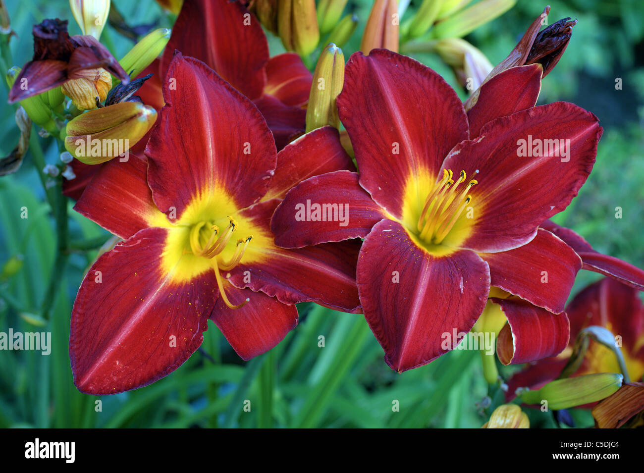 Two red lilies hi-res stock photography and images - Alamy