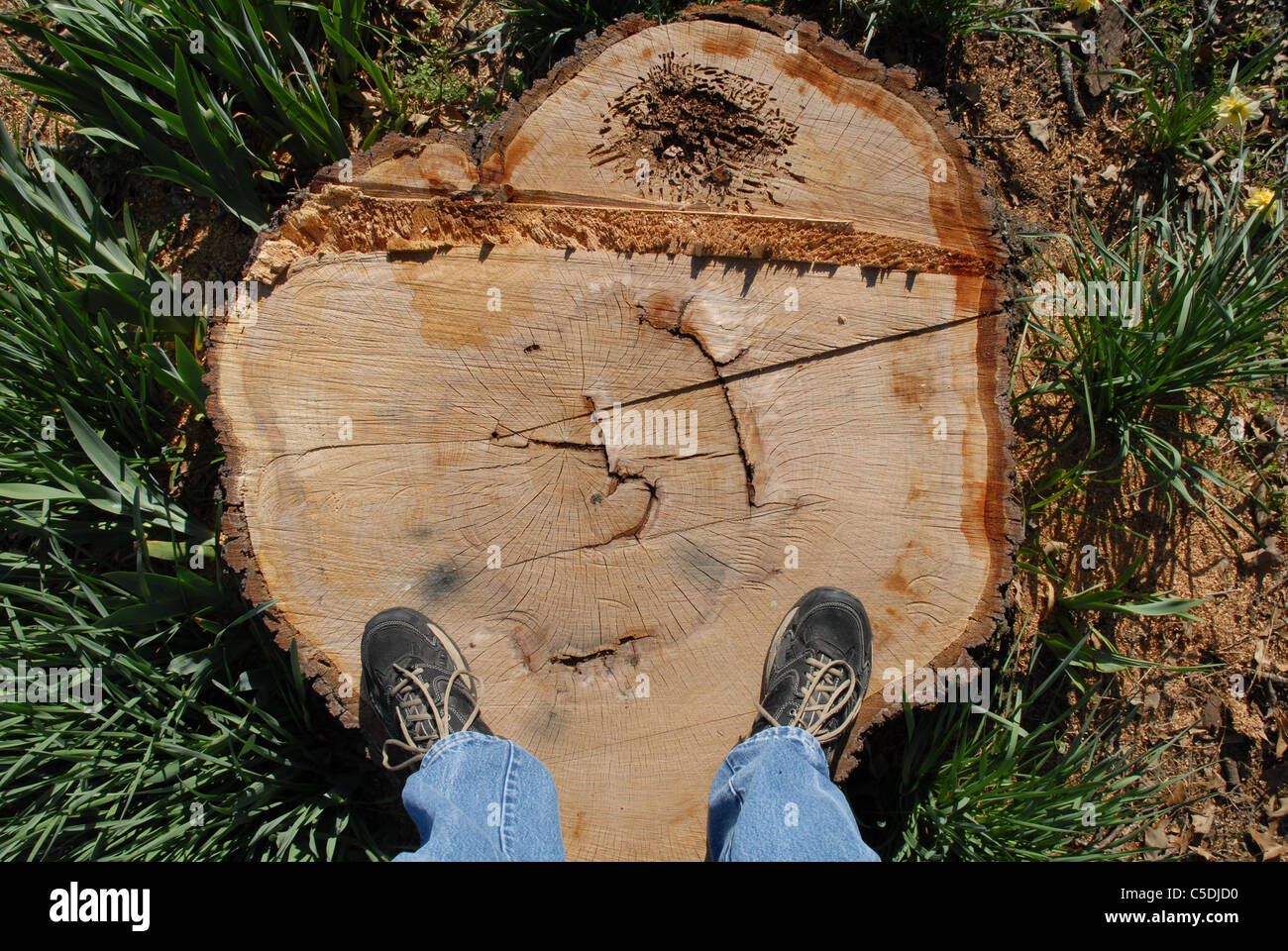 Oak Tree Stump showing a mans feet Stock Photo - Alamy