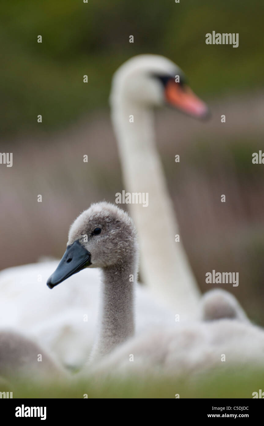 Growing swan hi-res stock photography and images - Alamy