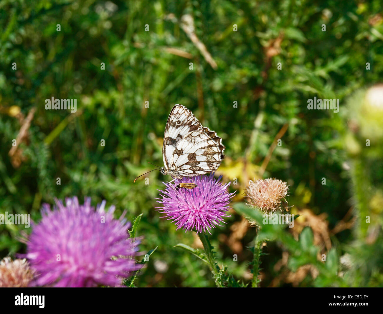 Marbled White Butterfly and small insect on purple Thistle flower ...