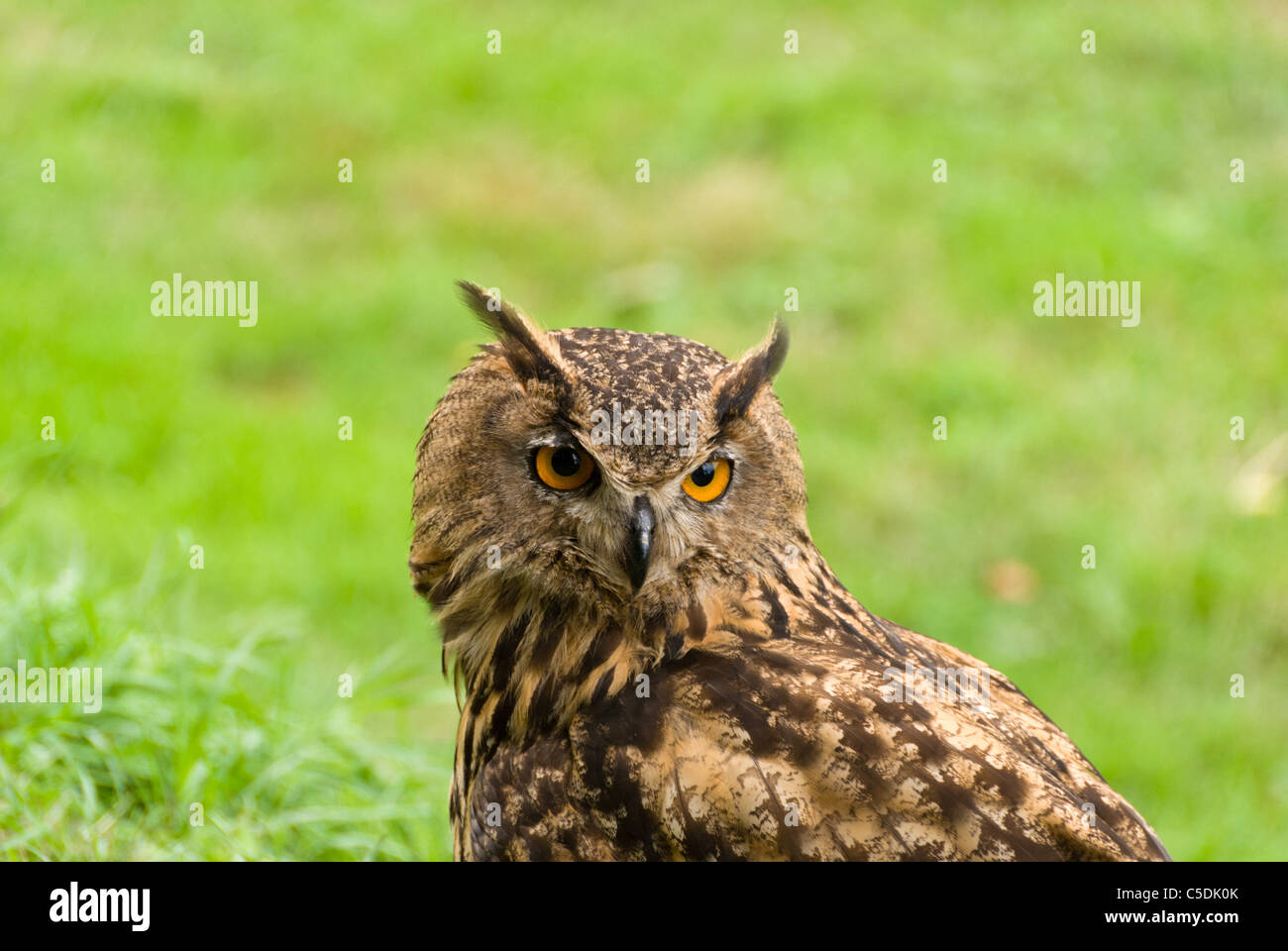 An Eagle Owl Stock Photo - Alamy