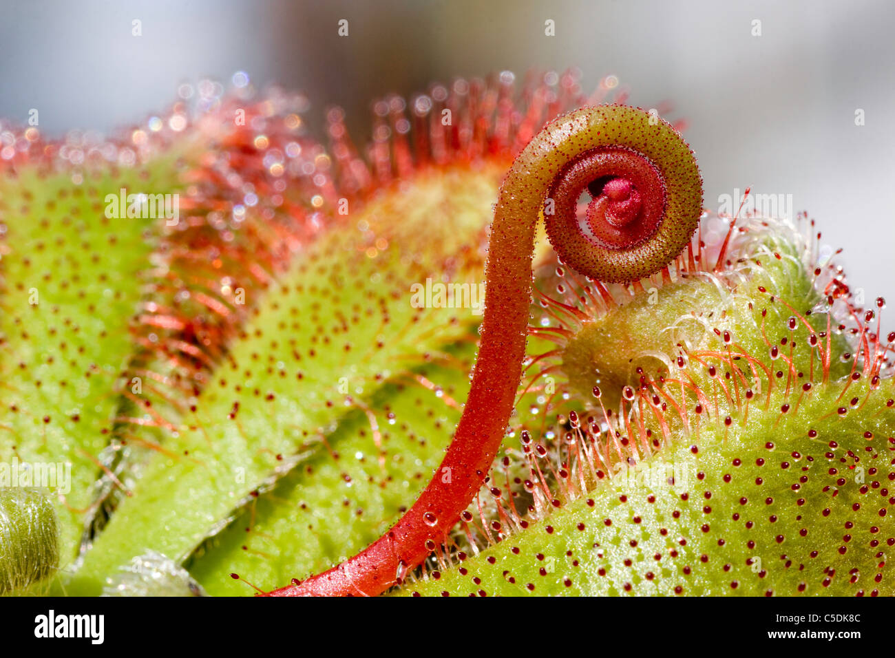 the stem of a sundew flower Stock Photo - Alamy