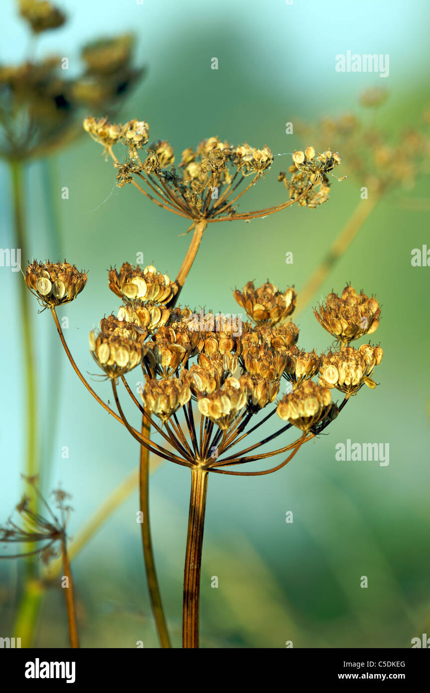 Hogweed plant hi-res stock photography and images - Alamy
