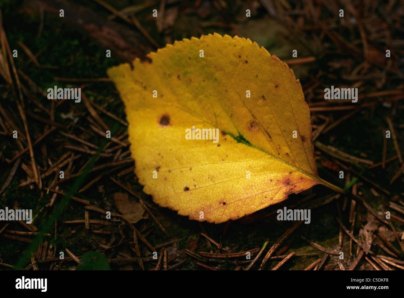 Yellow hazel leaf on the ground Stock Photo - Alamy