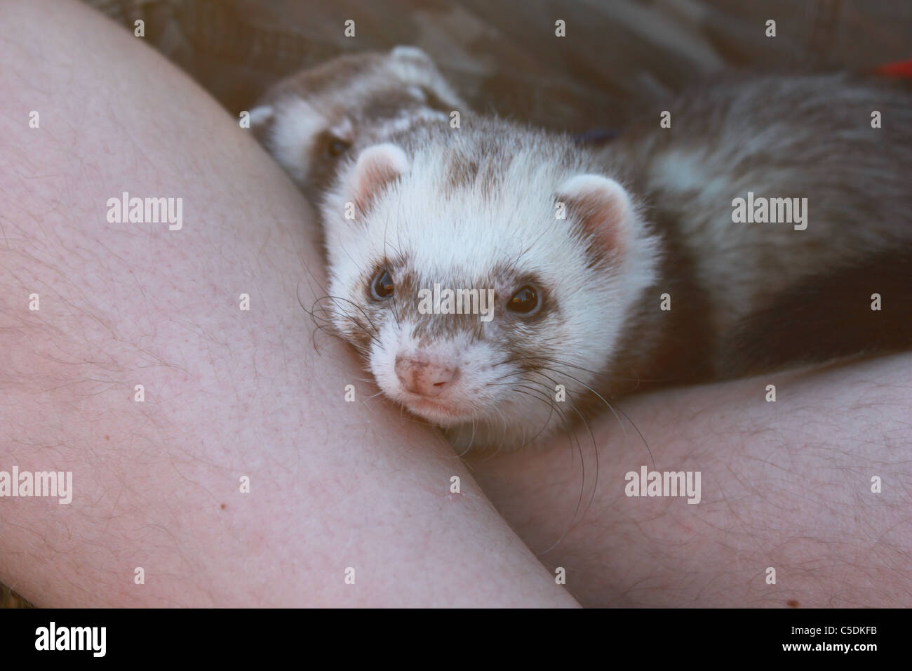 Hiding ferret hi-res stock photography and images - Alamy