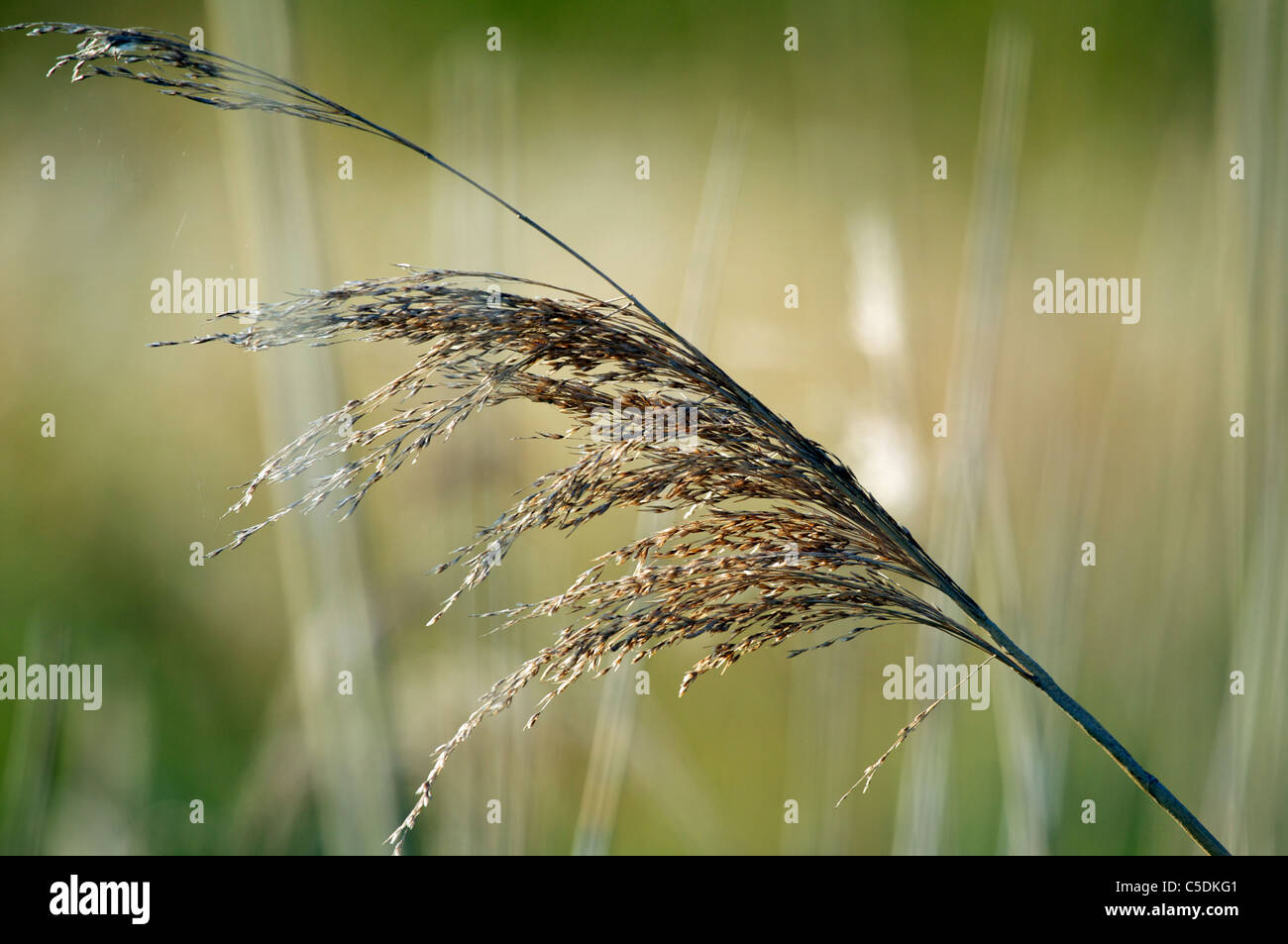 Grassland sedge hi-res stock photography and images - Alamy
