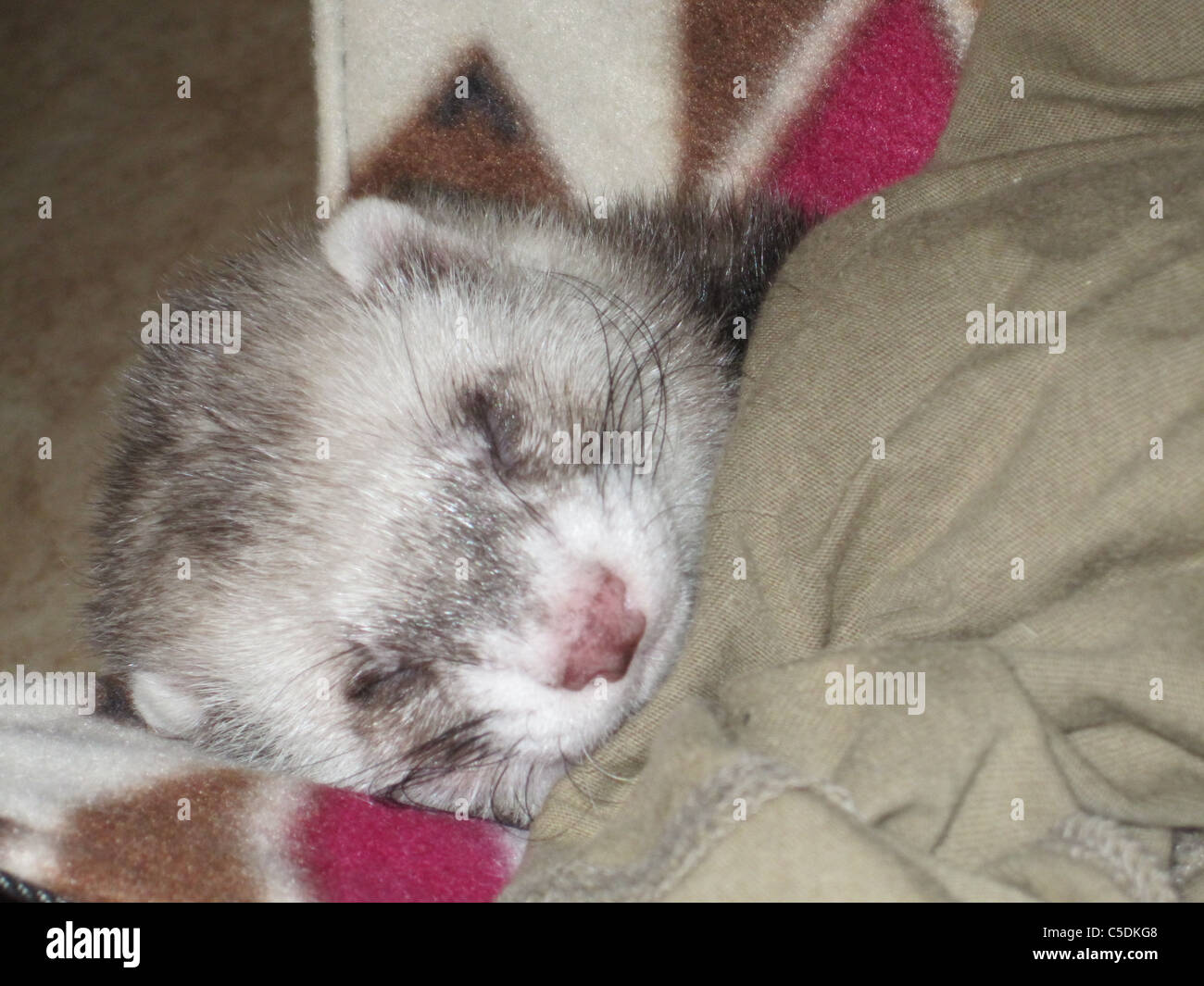 Sleeping ferret hi-res stock photography and images - Alamy