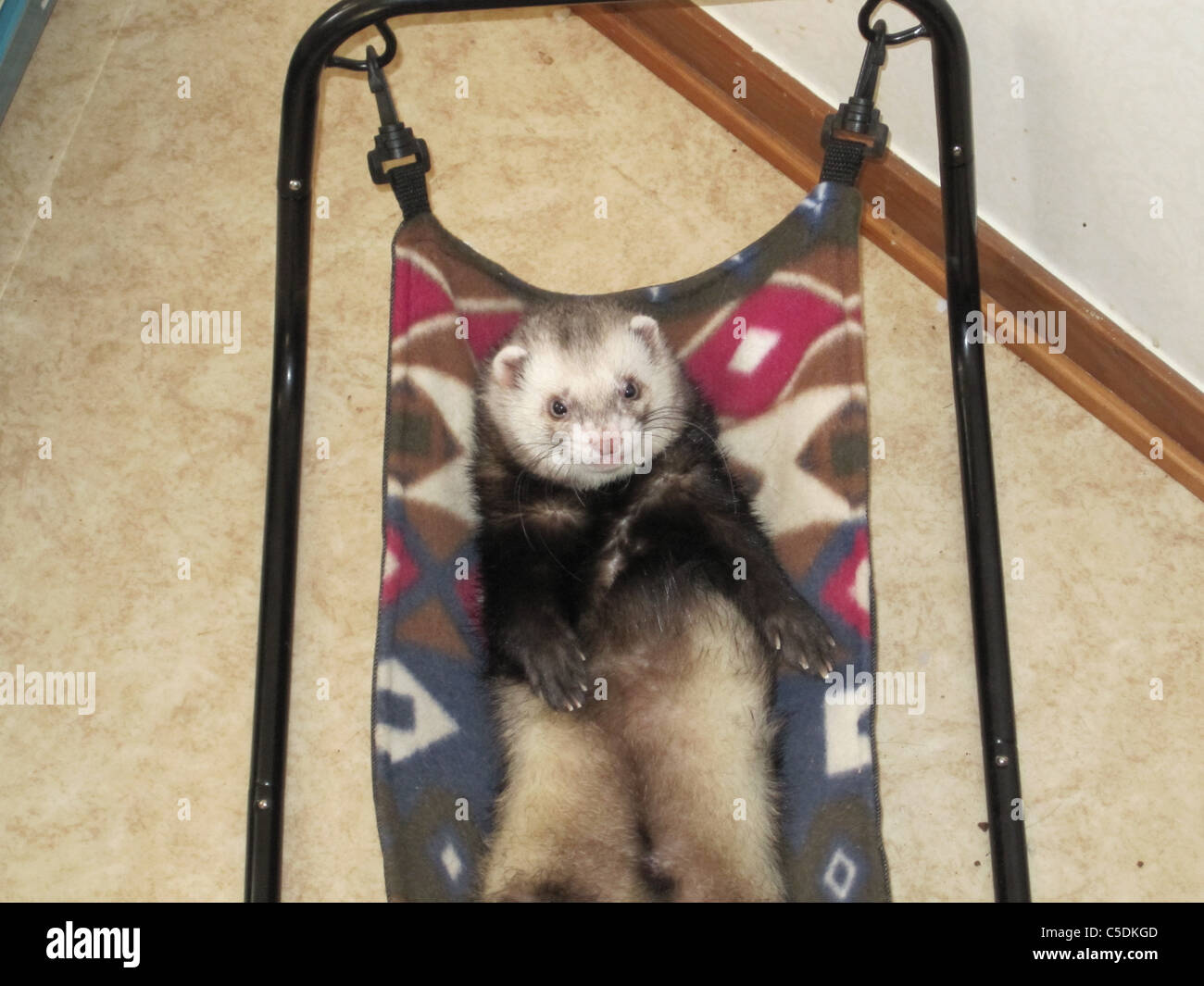 Hiding ferret hi-res stock photography and images - Alamy