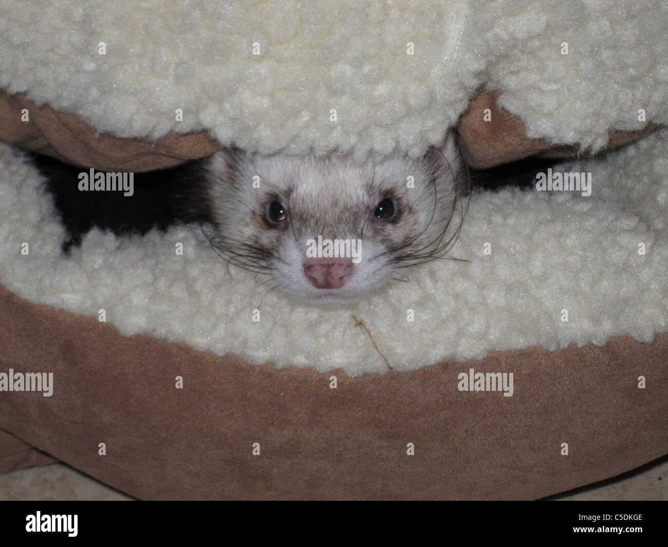Hiding ferret hi-res stock photography and images - Alamy