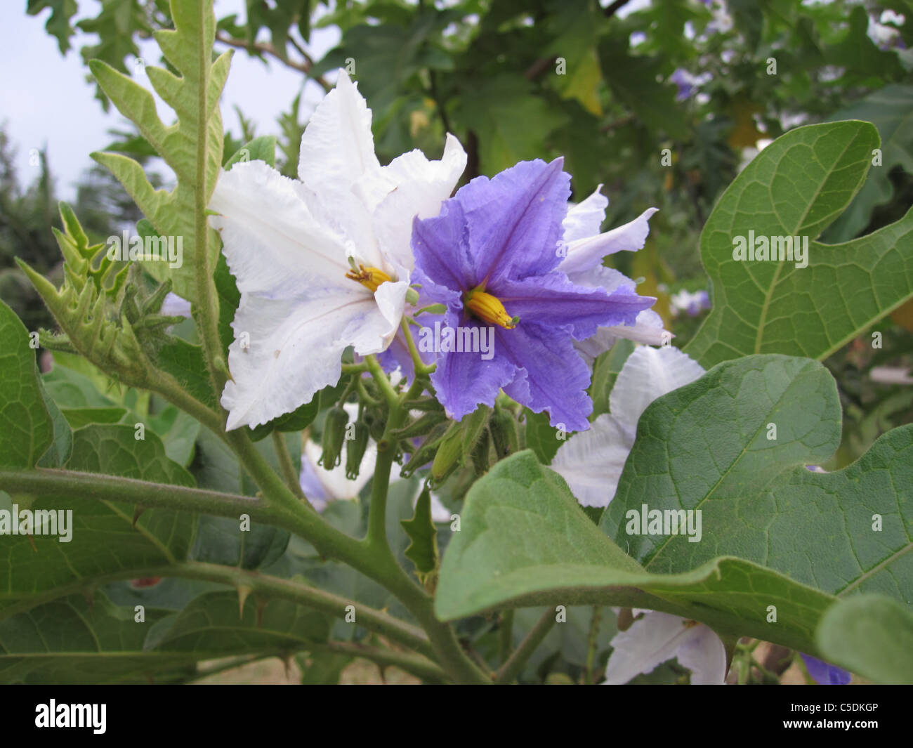 2 flowers hi-res stock photography and images - Alamy