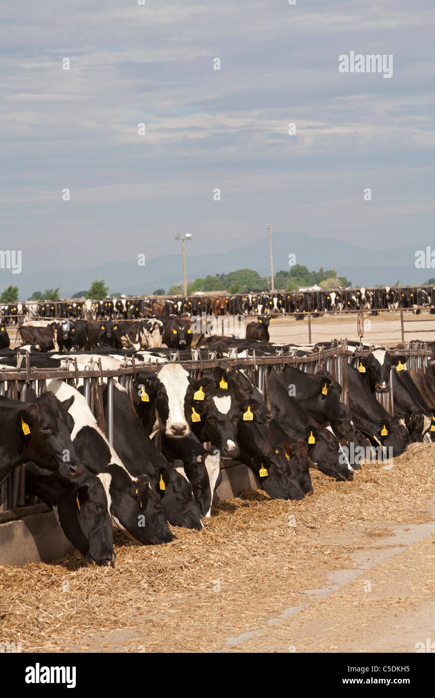 Dairy farm hi-res stock photography and images - Alamy