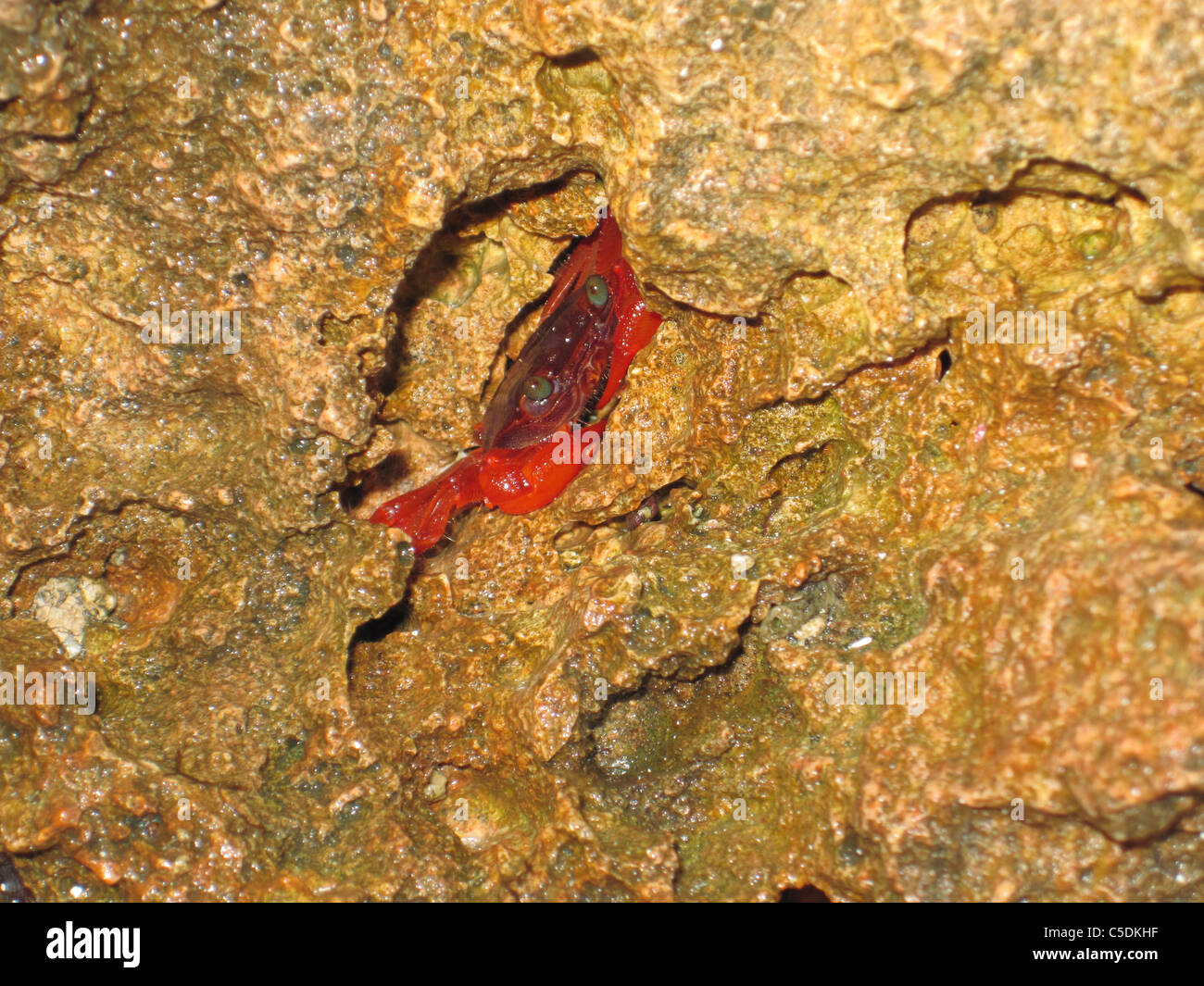 Crab hiding hi-res stock photography and images - Alamy