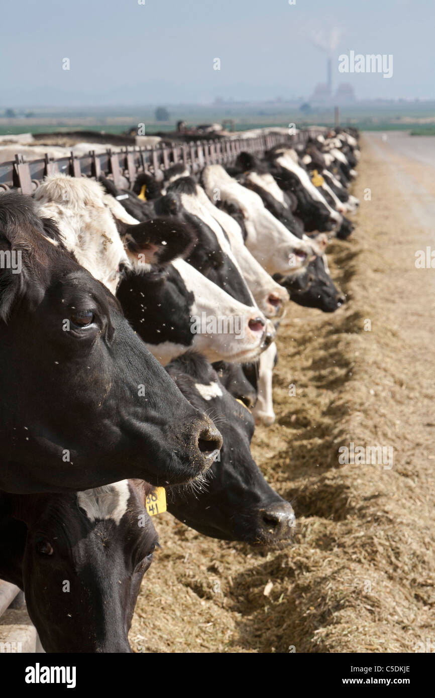 Dairy Farm Stock Photos & Dairy Farm Stock Images - Alamy