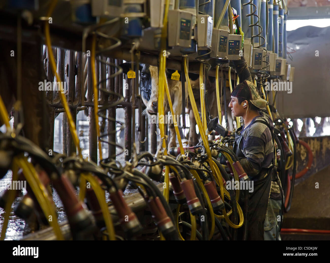 Dairy farm hi-res stock photography and images - Alamy